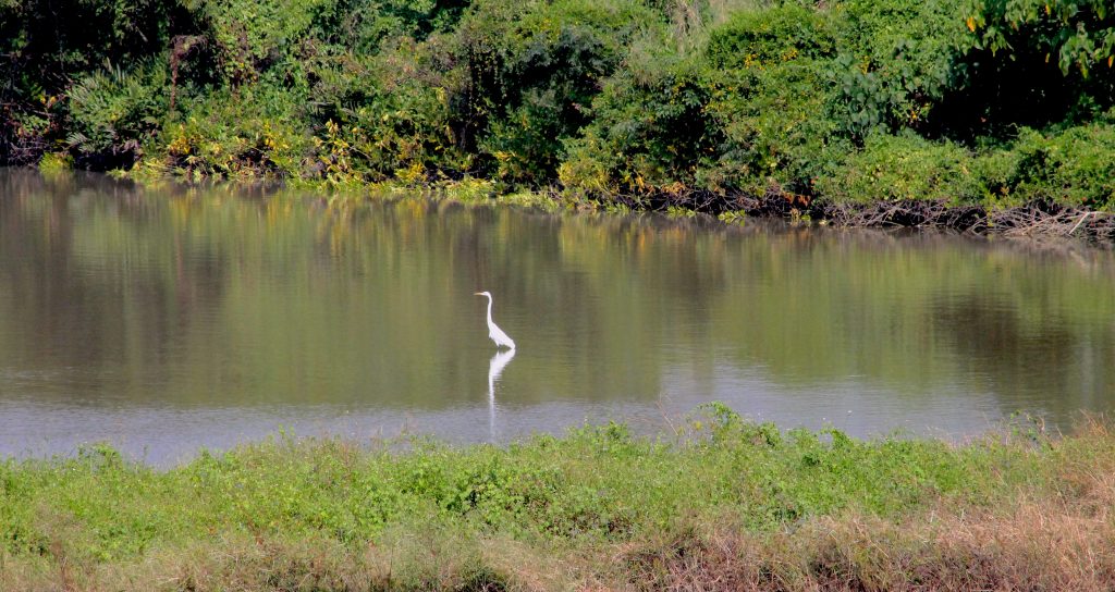 Understanding the Proposed Wetland Protections in China